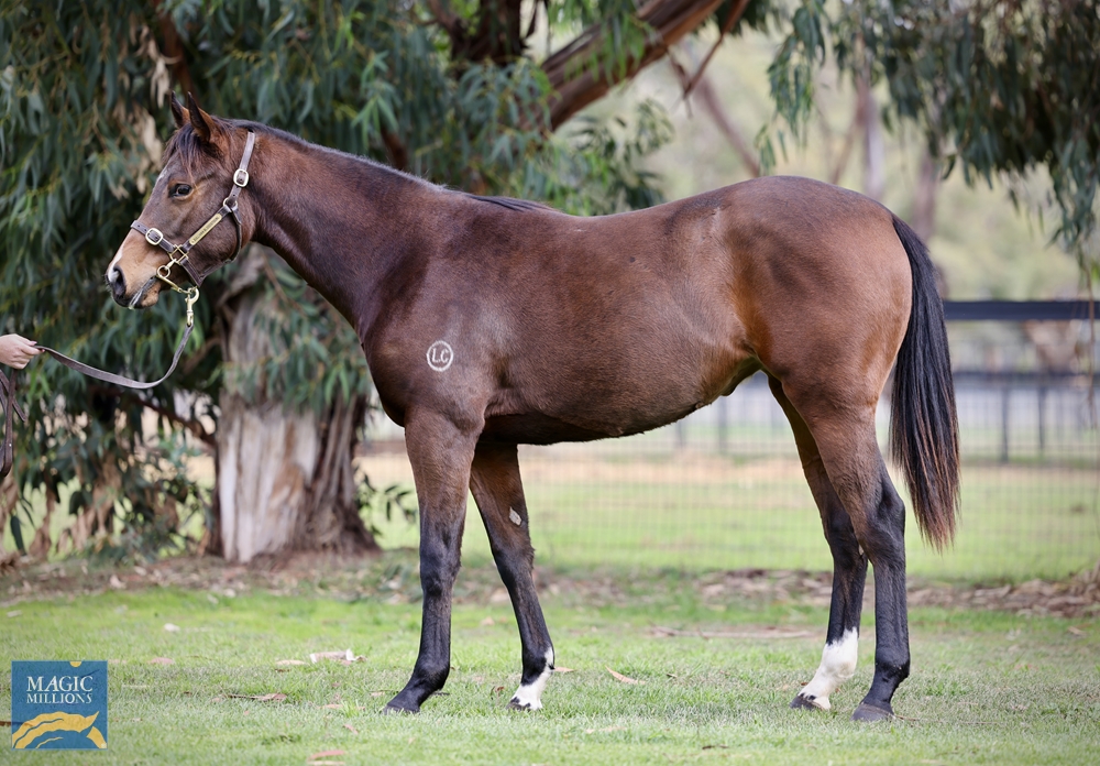 2023 Gold Coast National Yearling Sale - Magic Millions Online Catalogue